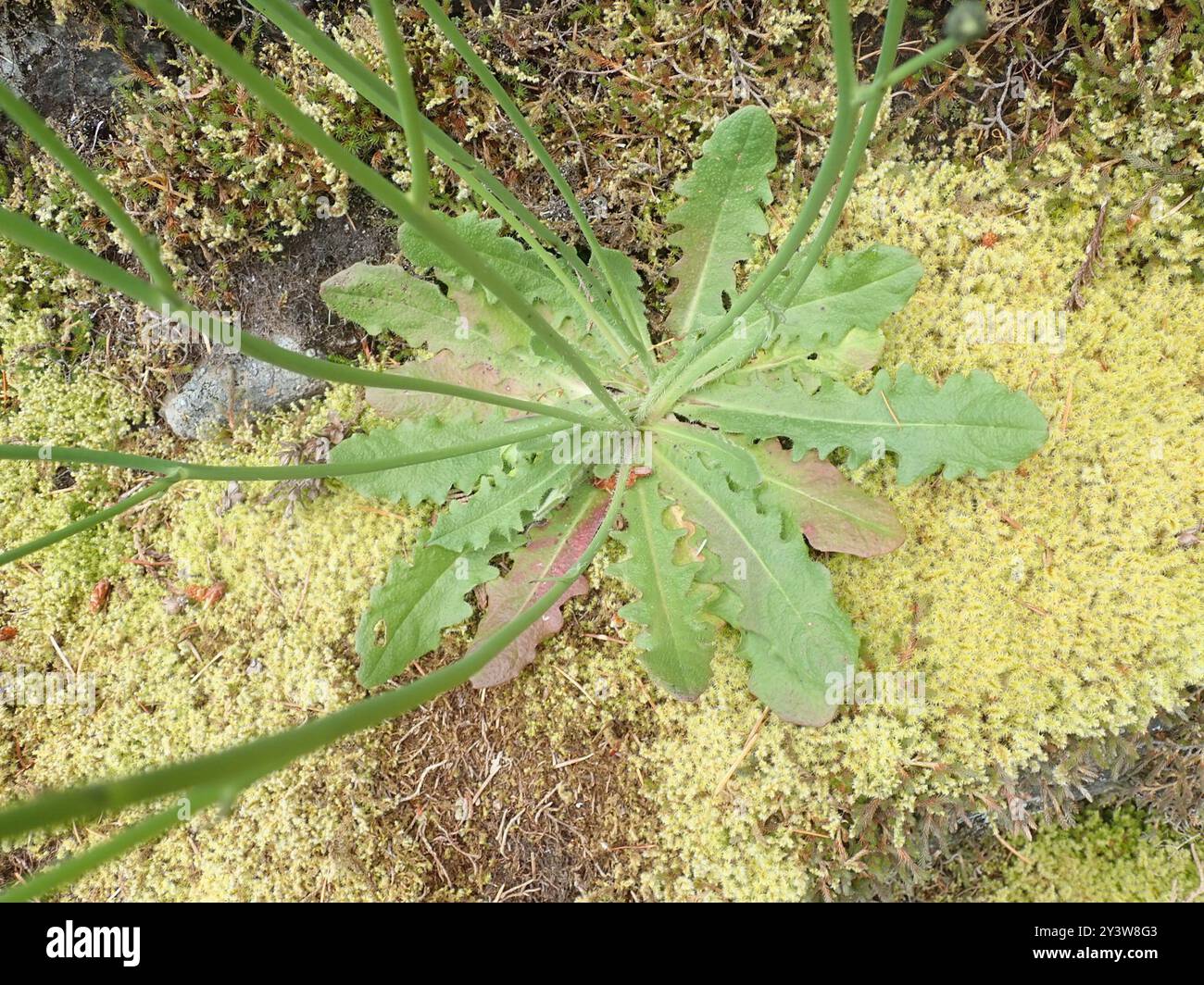 Common Cat's-ear (Hypochaeris radicata) Plantae Stock Photo - Alamy