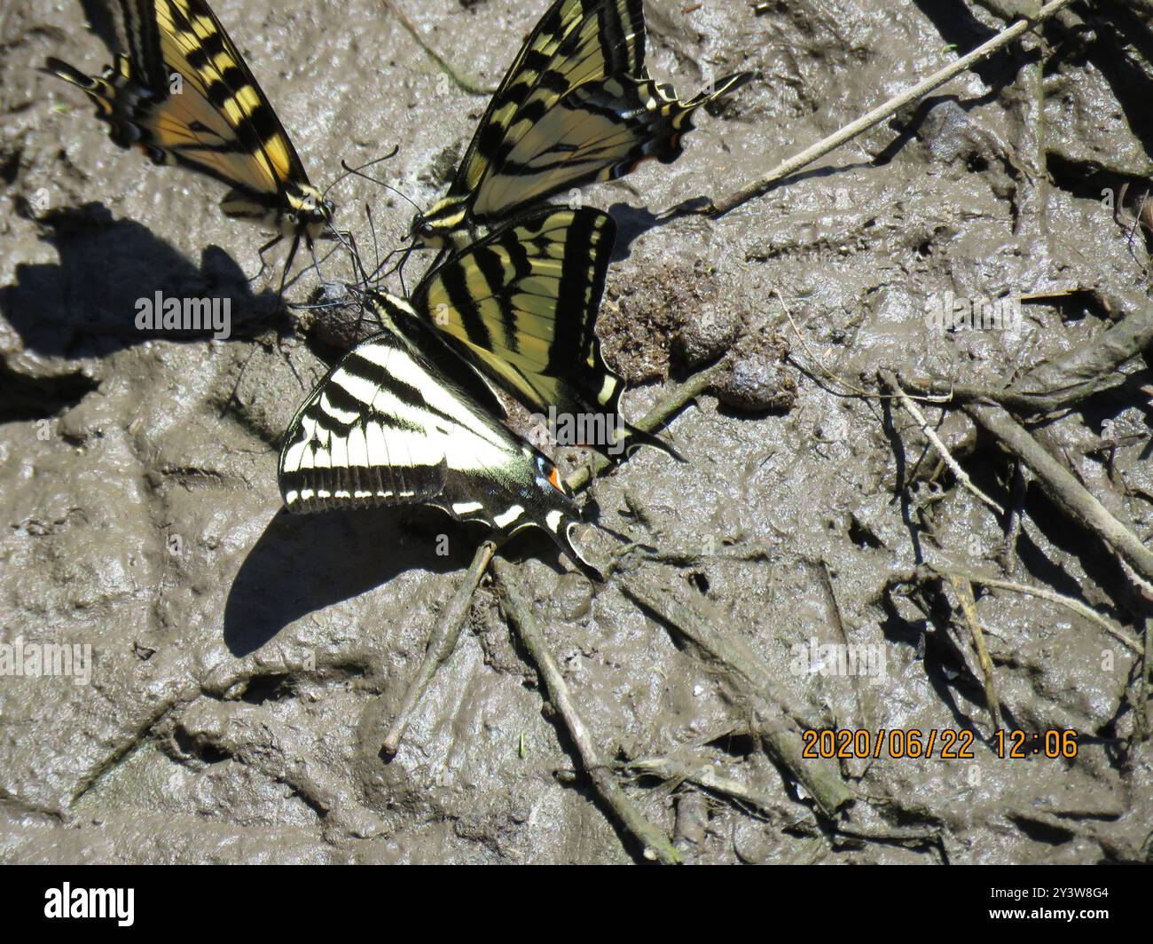 Western Tiger Swallowtail (Papilio rutulus) Insecta Stock Photo - Alamy