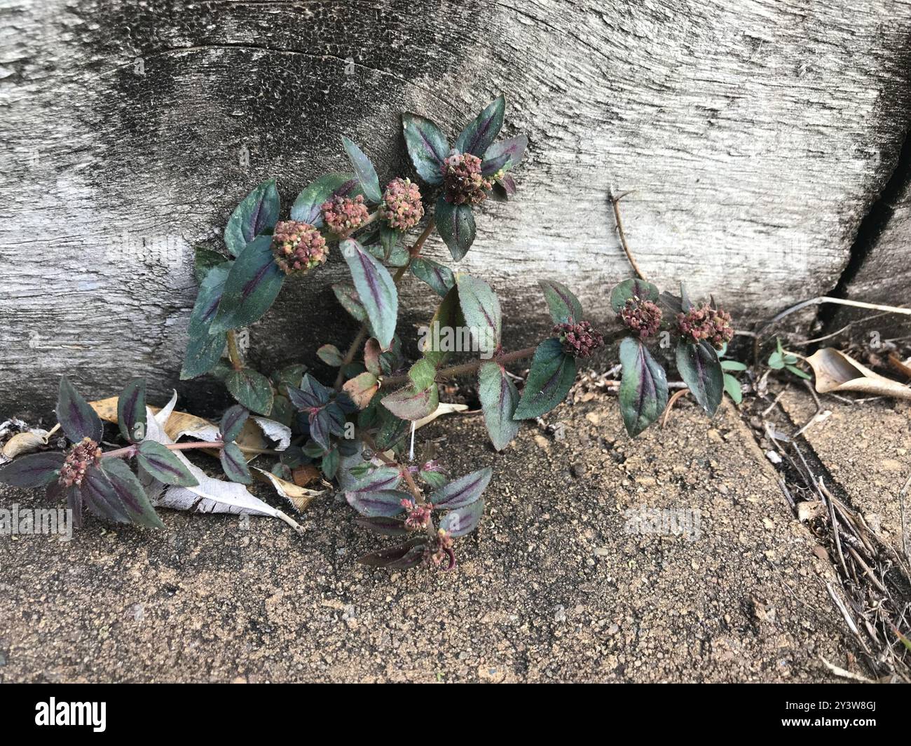 Asthma plant (Euphorbia hirta) Plantae Stock Photo - Alamy