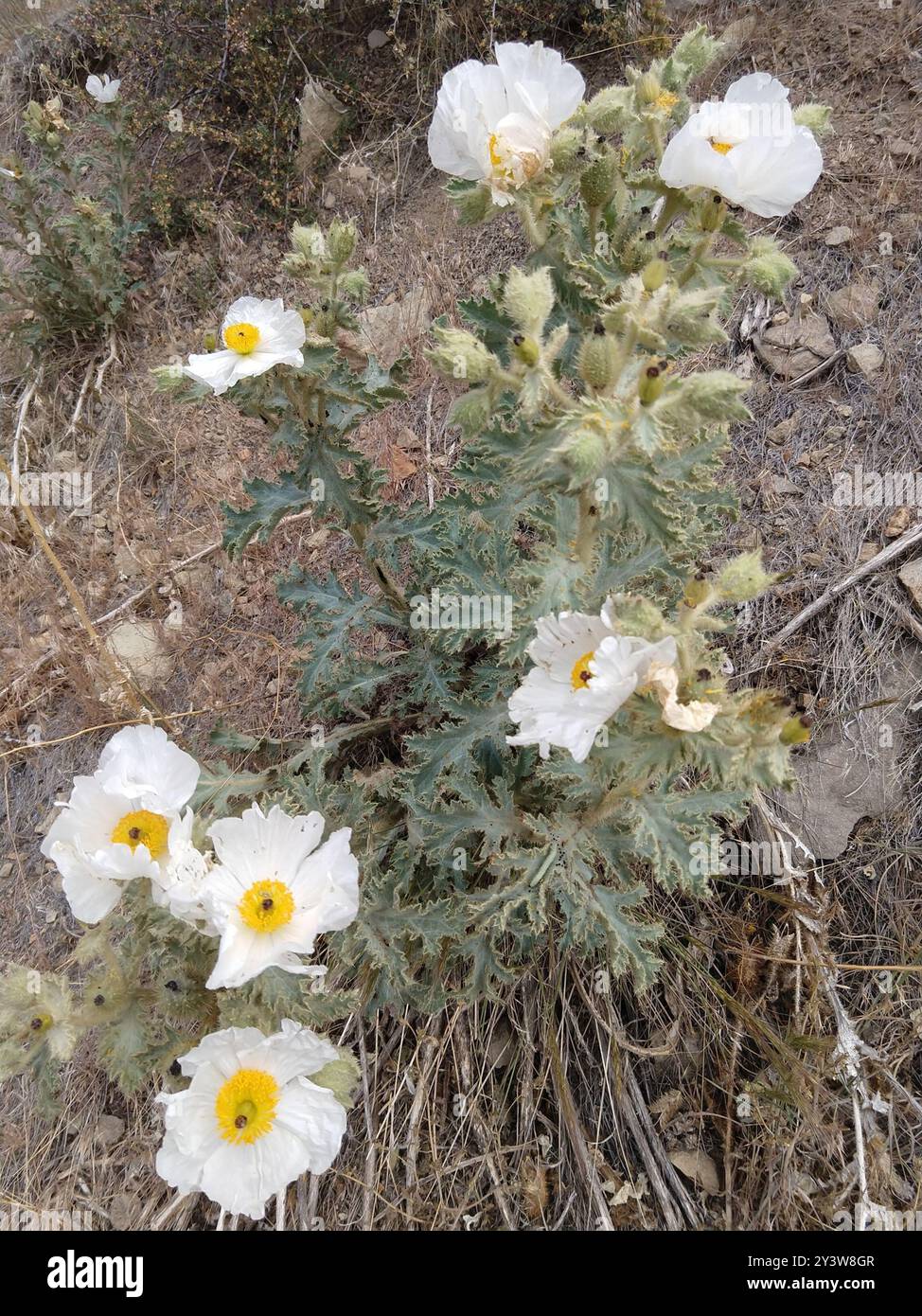 flatbud prickly poppy (Argemone munita) Plantae Stock Photo - Alamy
