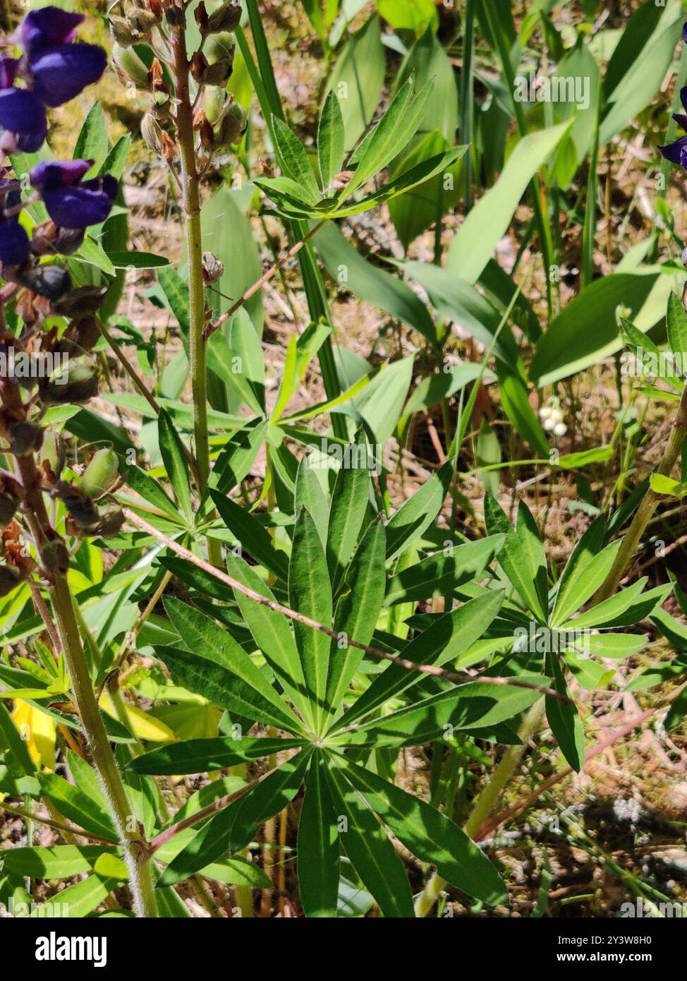 Large-leaved lupine (Lupinus polyphyllus) Plantae Stock Photo - Alamy