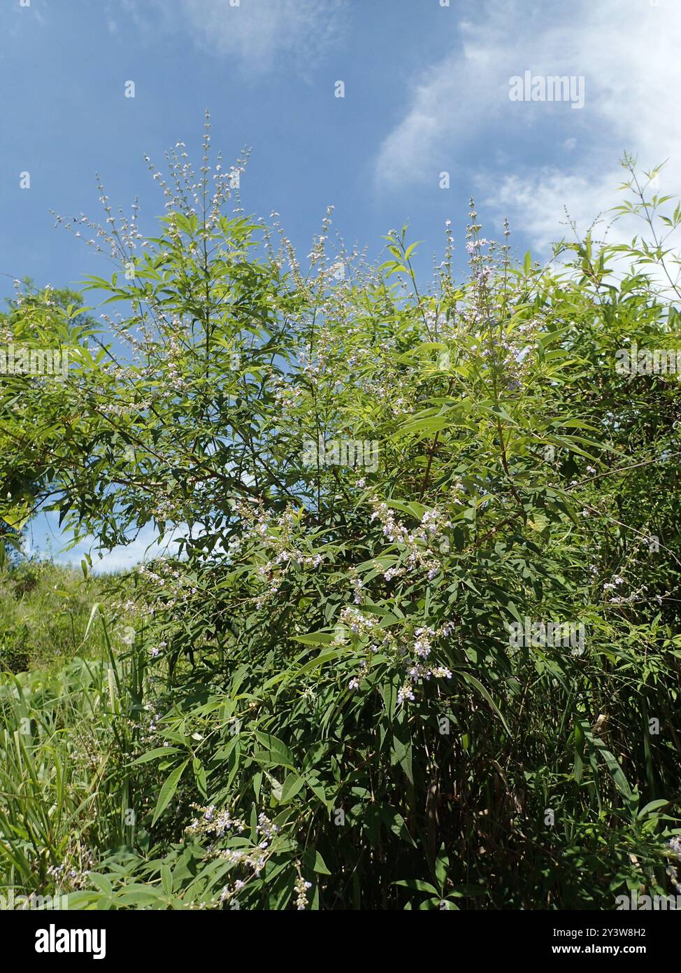 Five-leaved chaste tree (Vitex negundo) Plantae Stock Photo - Alamy