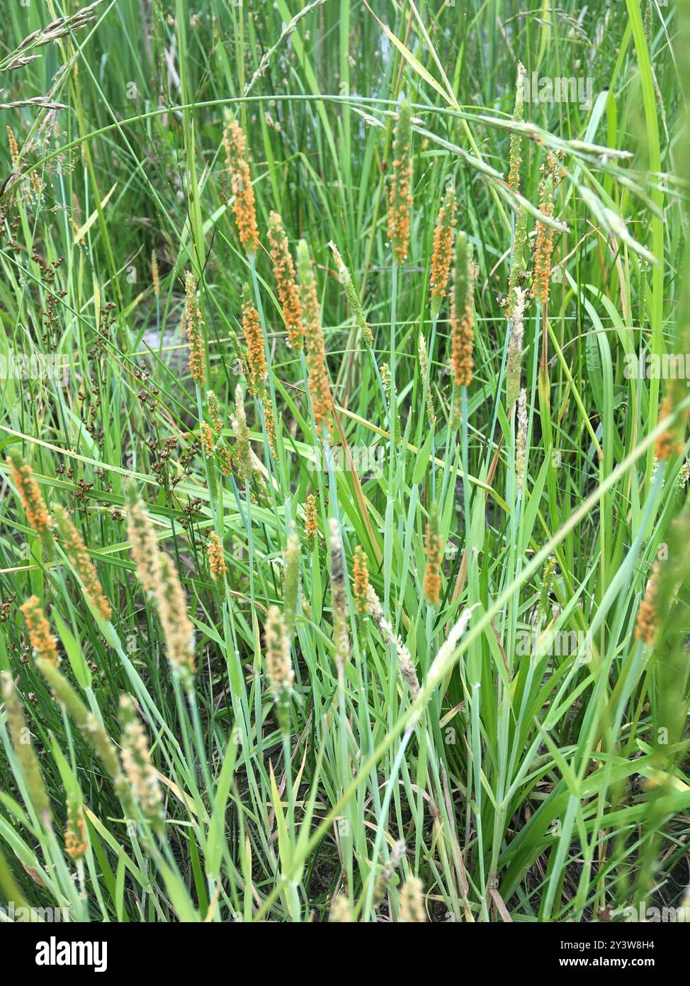 short-awn foxtail (Alopecurus aequalis) Plantae Stock Photo - Alamy