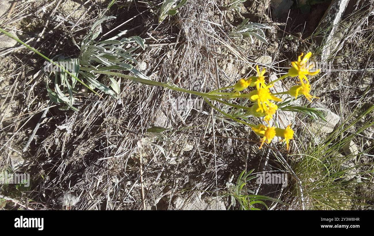 woolly groundsel (Packera cana) Plantae Stock Photo - Alamy