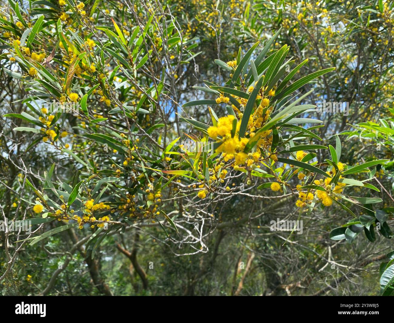 Taiwan Acacia (Acacia confusa) Plantae Stock Photo - Alamy