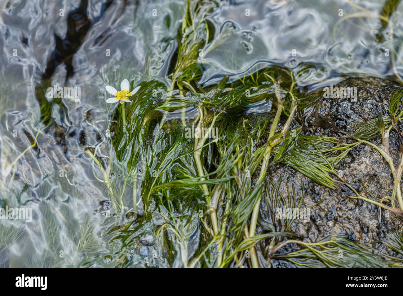common water-crowfoot (Ranunculus aquatilis) Plantae Stock Photo - Alamy