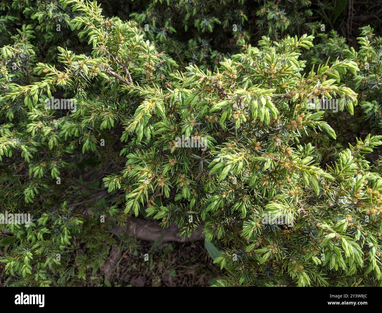 common juniper (Juniperus communis) Plantae Stock Photo - Alamy