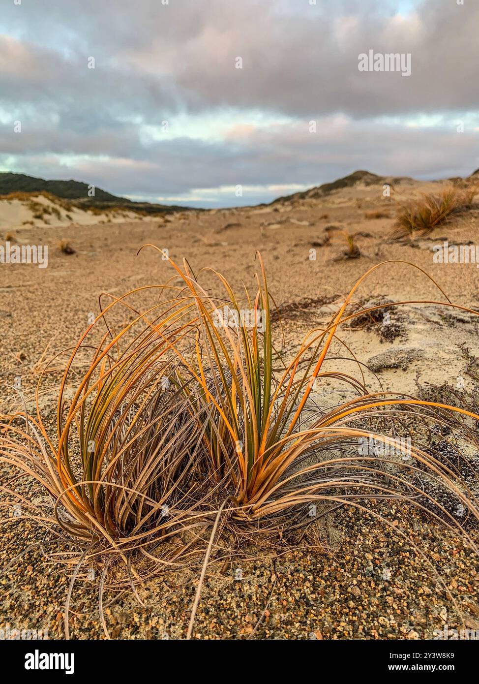 Pingao (Ficinia spiralis) Plantae Stock Photo - Alamy