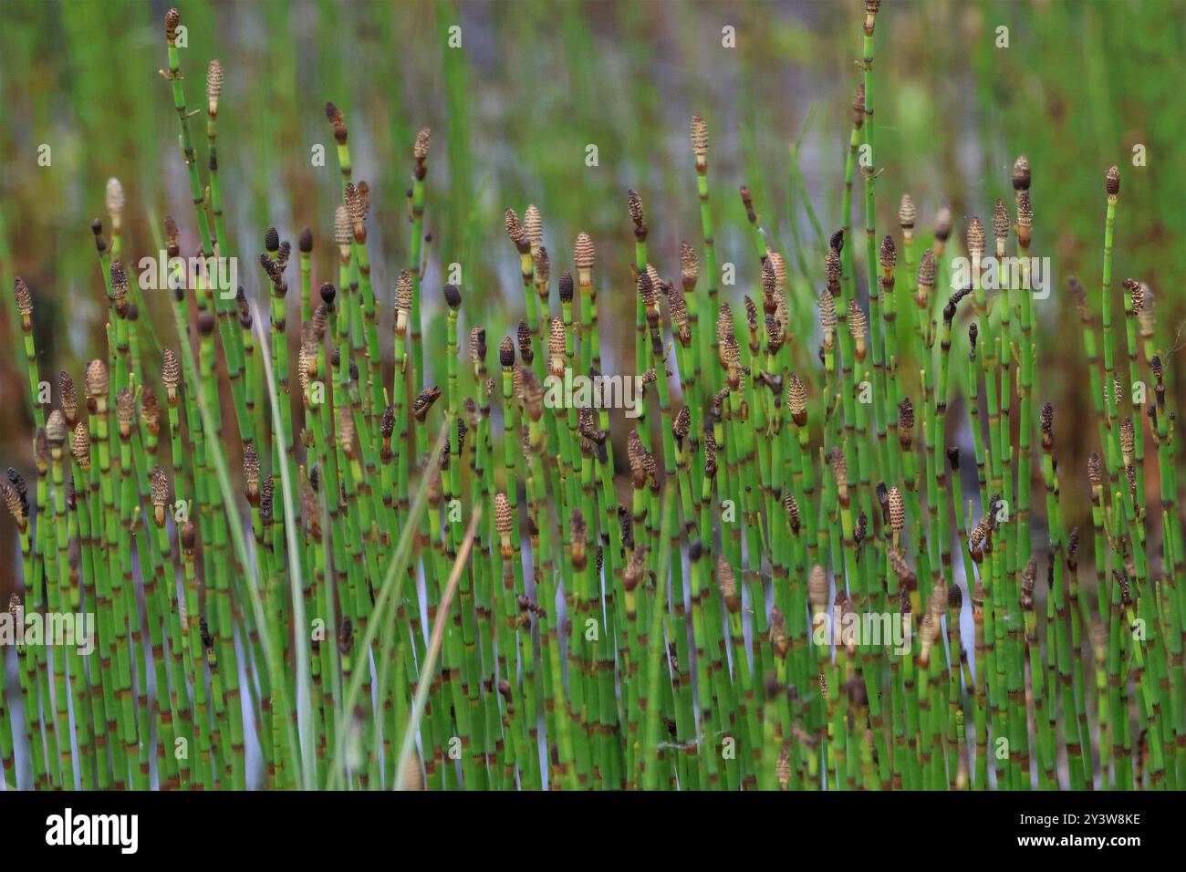 Clump of shallow water (marginal) plant cylindrical, hollow, evergreen ...