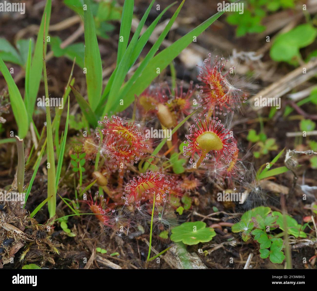 round-leaf sundew drosera rotundifolia bog plant peatland bog Montiaghs ...