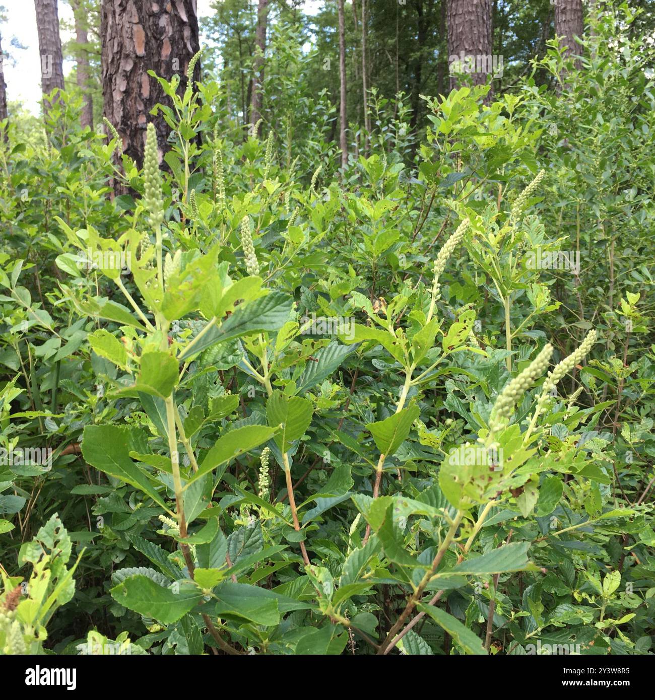 Sweet Pepperbush (Clethra alnifolia) Plantae Stock Photo - Alamy