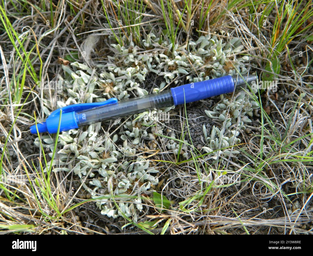 Low Pussytoes (Antennaria dimorpha) Plantae Stock Photo - Alamy