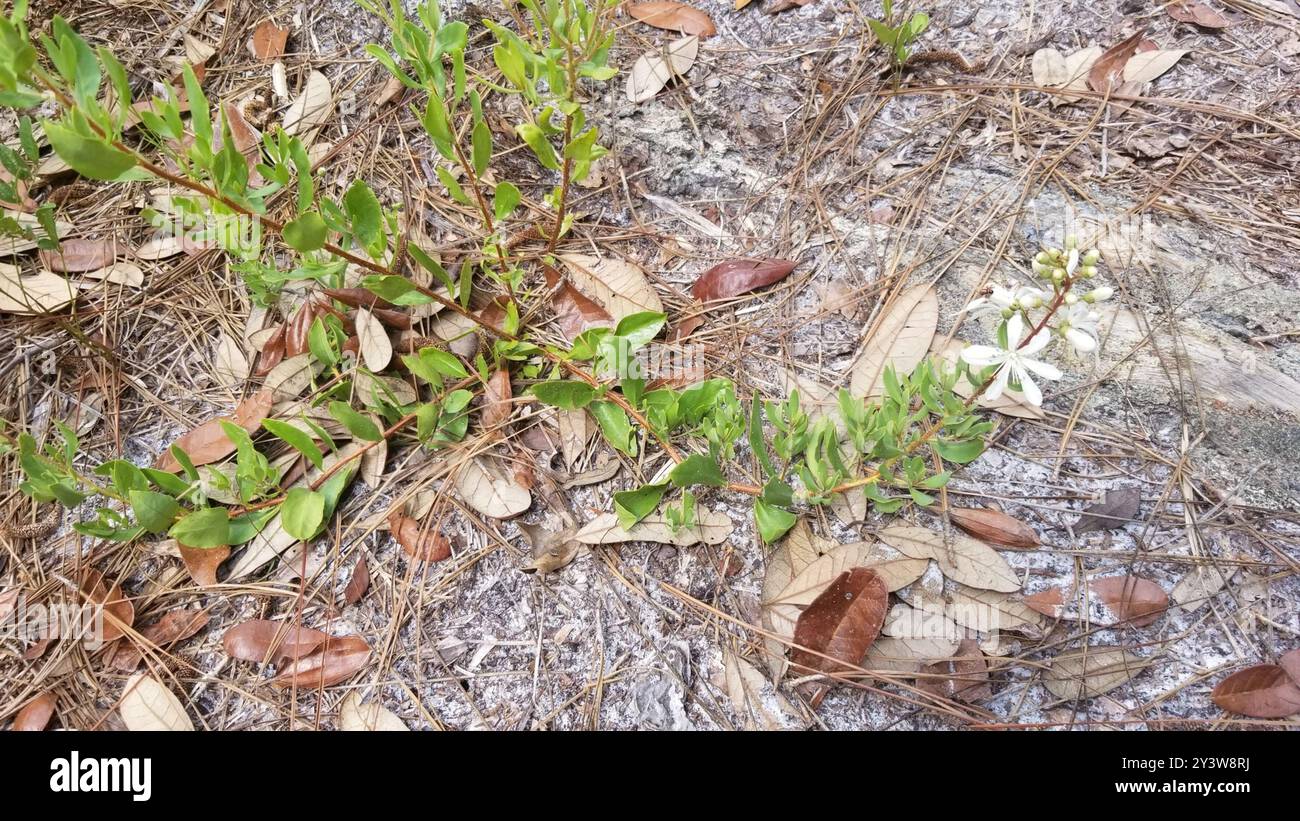 Tarflower (Bejaria racemosa) Plantae Stock Photo - Alamy