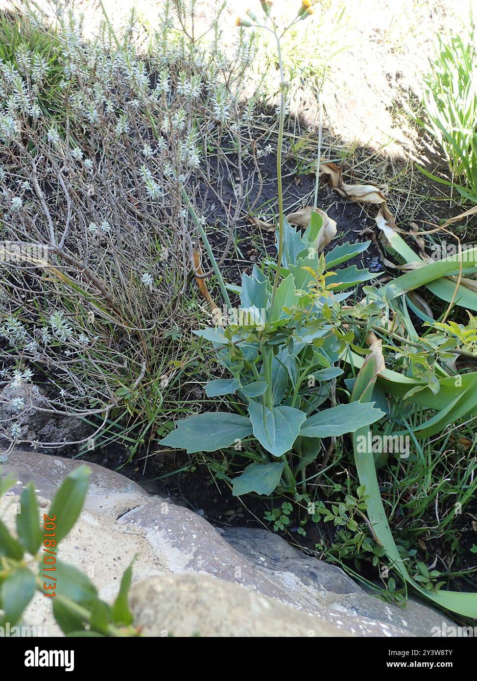 Rhomboid Ragwort (Senecio rhomboideus) Plantae Stock Photo - Alamy