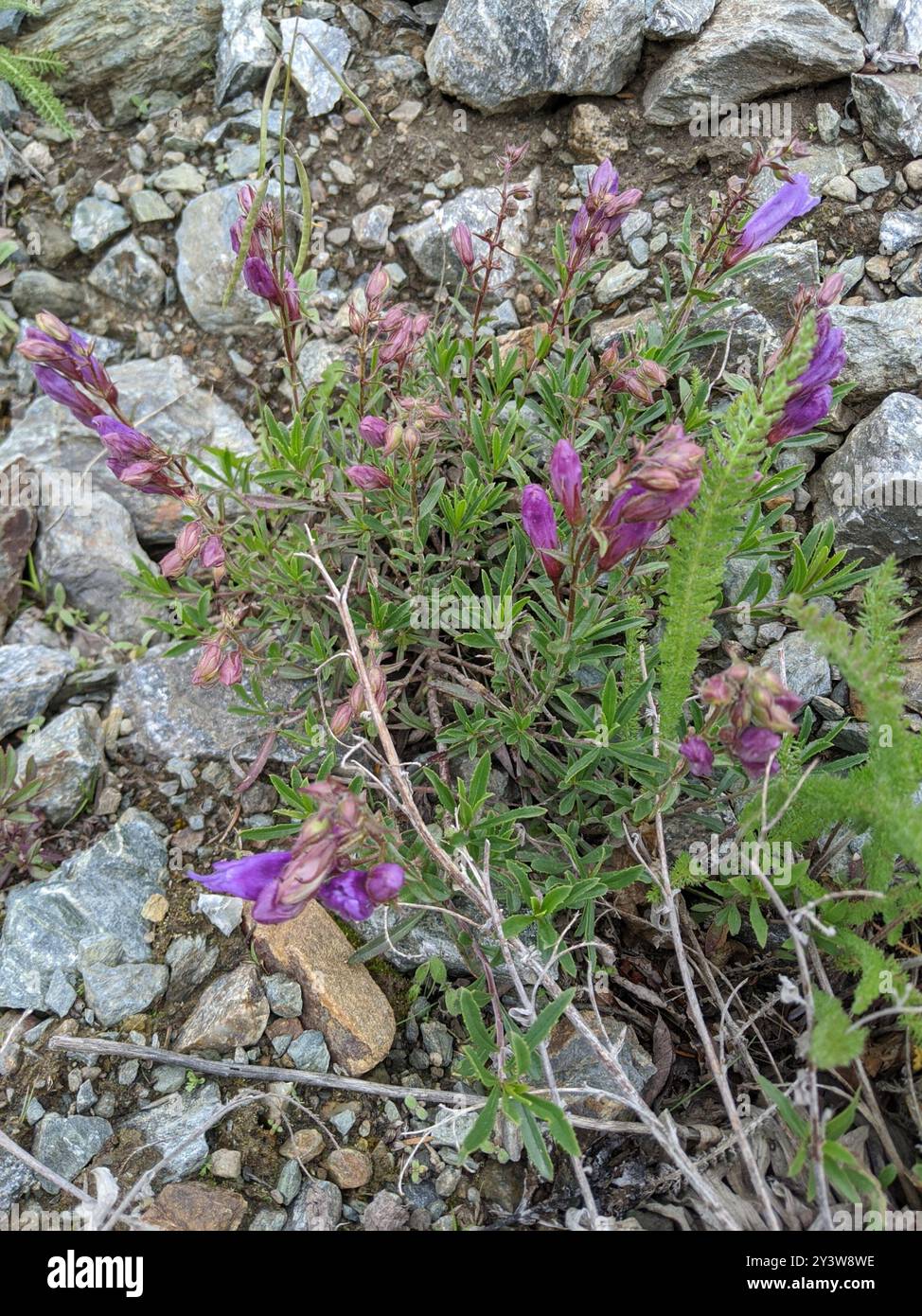 Bush Penstemon (Penstemon fruticosus) Plantae Stock Photo - Alamy