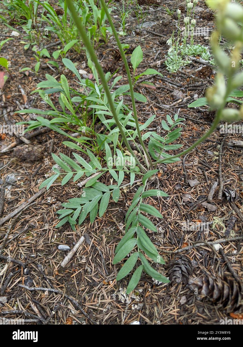 Locoweed (Oxytropis) Plantae Stock Photo - Alamy