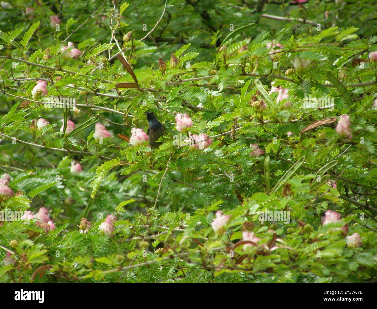 Seychelles Sunbird (Cinnyris dussumieri) Aves Stock Photo - Alamy
