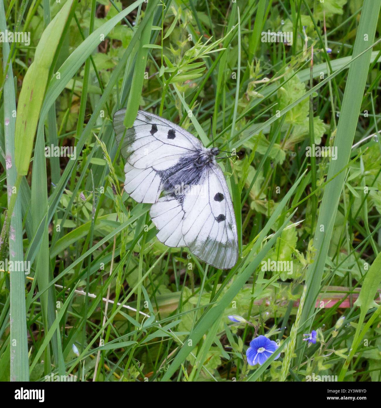 Clouded Apollo (Parnassius mnemosyne) Insecta Stock Photo - Alamy