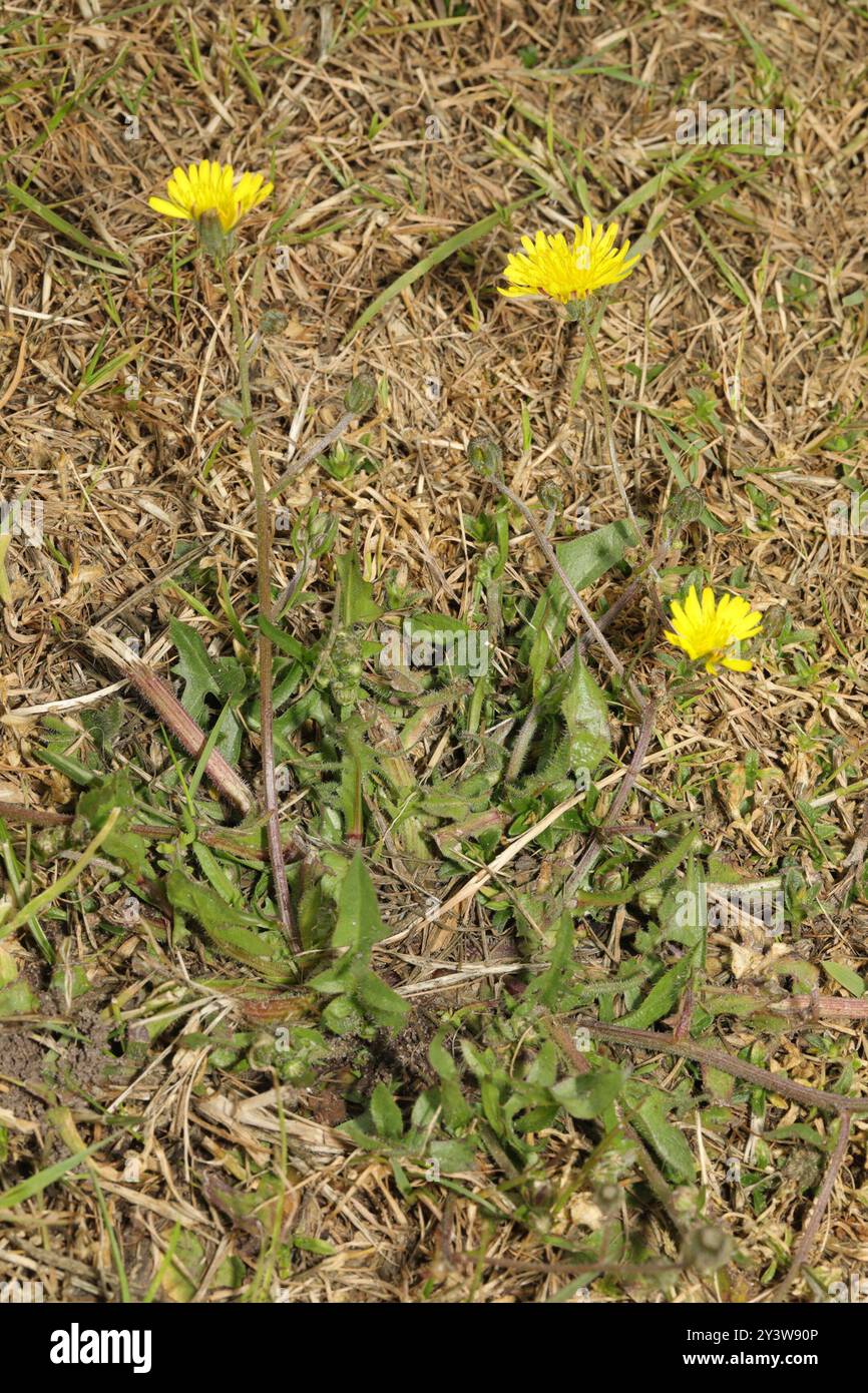 Lesser Hawkbit (Leontodon saxatilis saxatilis) Plantae Stock Photo - Alamy