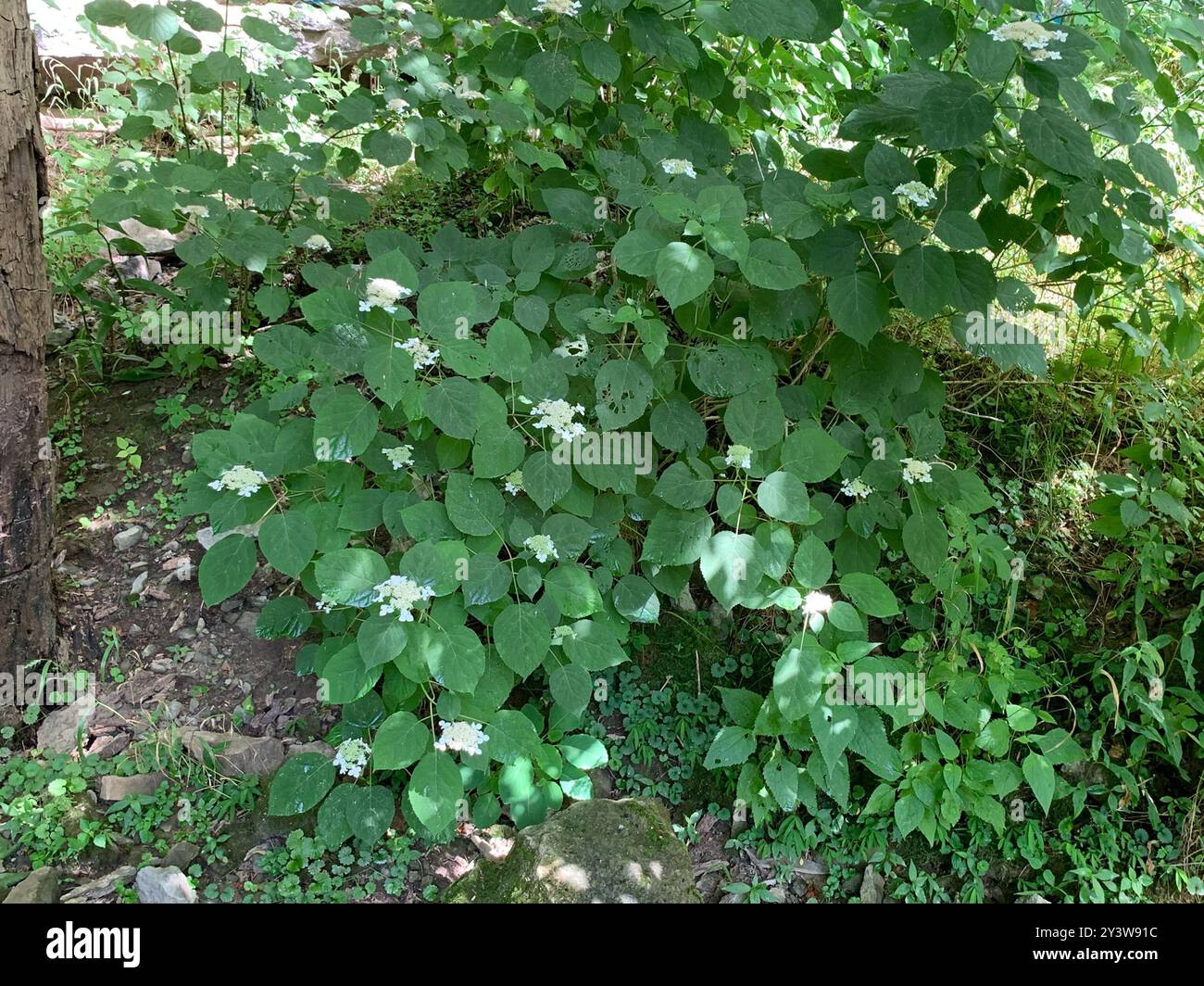 wild hydrangea (Hydrangea arborescens) Plantae Stock Photo - Alamy