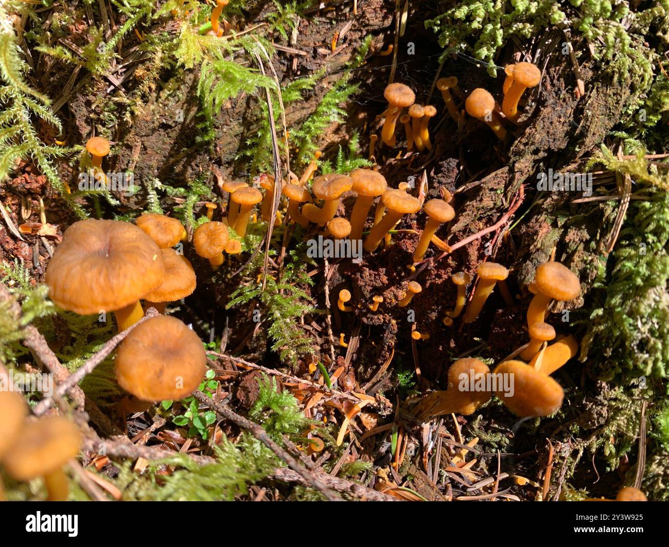 Pinewood Gingertail (Xeromphalina campanella) Fungi Stock Photo - Alamy