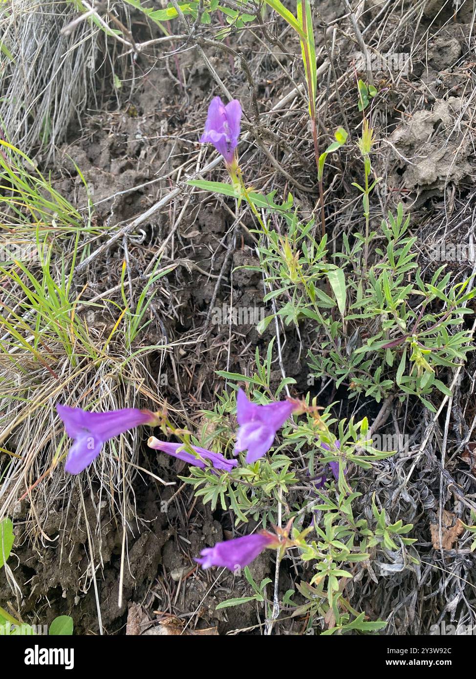 Bush Penstemon (Penstemon fruticosus) Plantae Stock Photo - Alamy