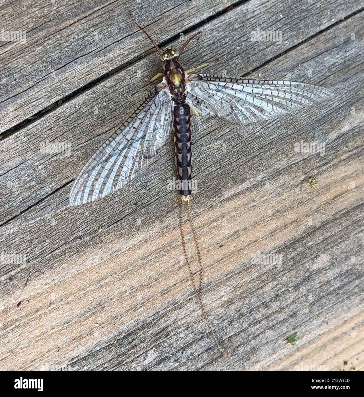Giant Mayflies (Hexagenia) Insecta Stock Photo - Alamy