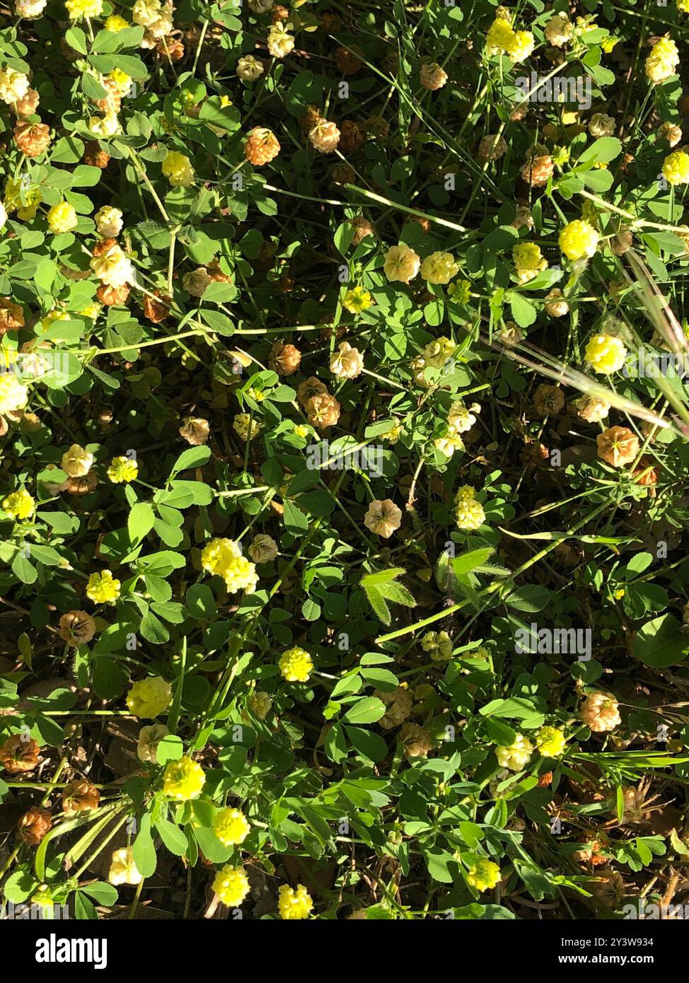 hop trefoil (Trifolium campestre) Plantae Stock Photo - Alamy