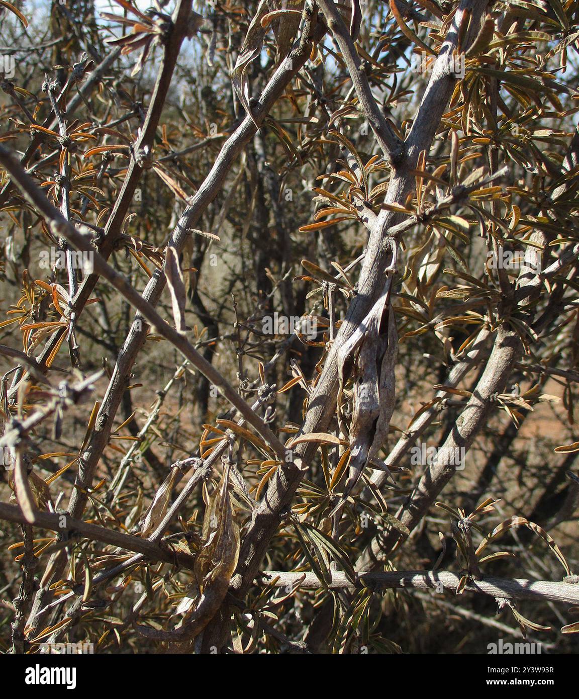 Kalahari Gold (Rhigozum brevispinosum) Plantae Stock Photo - Alamy