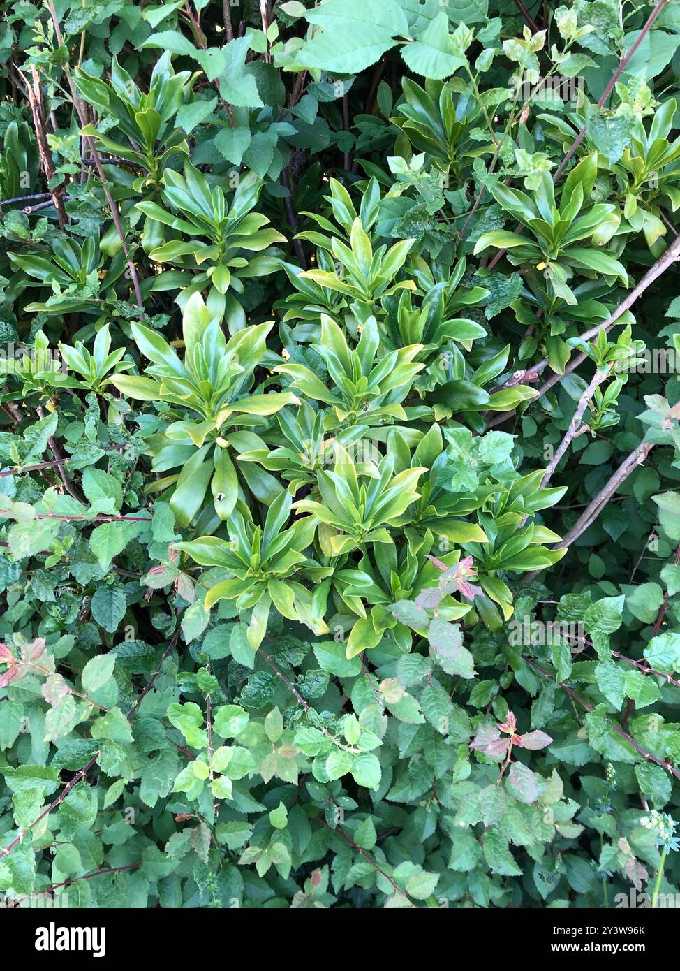 Common Rhododendron (Rhododendron ponticum) Plantae Stock Photo - Alamy