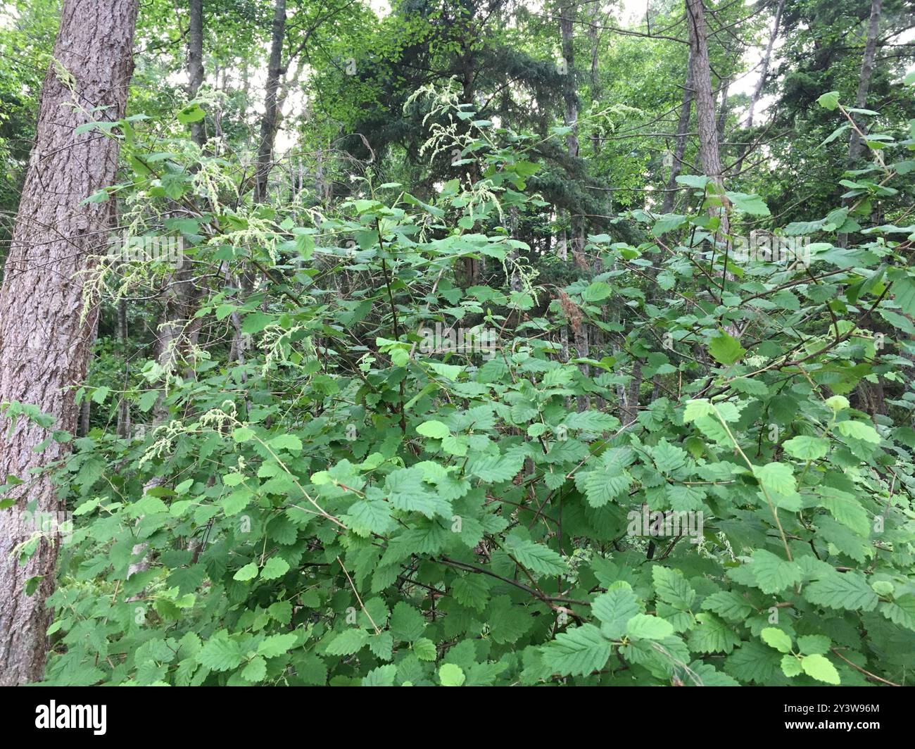 Ocean spray (Holodiscus discolor) Plantae Stock Photo - Alamy