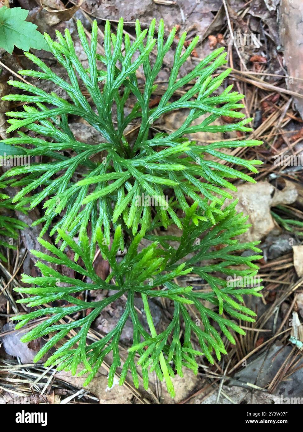 fan clubmoss (Diphasiastrum digitatum) Plantae Stock Photo - Alamy