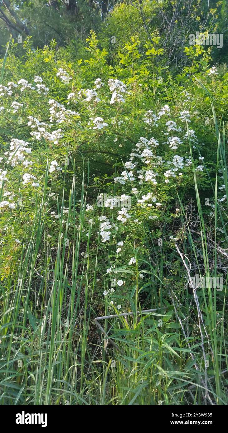 multiflora rose (Rosa multiflora) Plantae Stock Photo - Alamy
