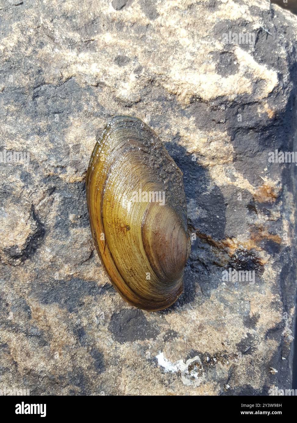 Giant Floater (Pyganodon grandis) Mollusca Stock Photo - Alamy