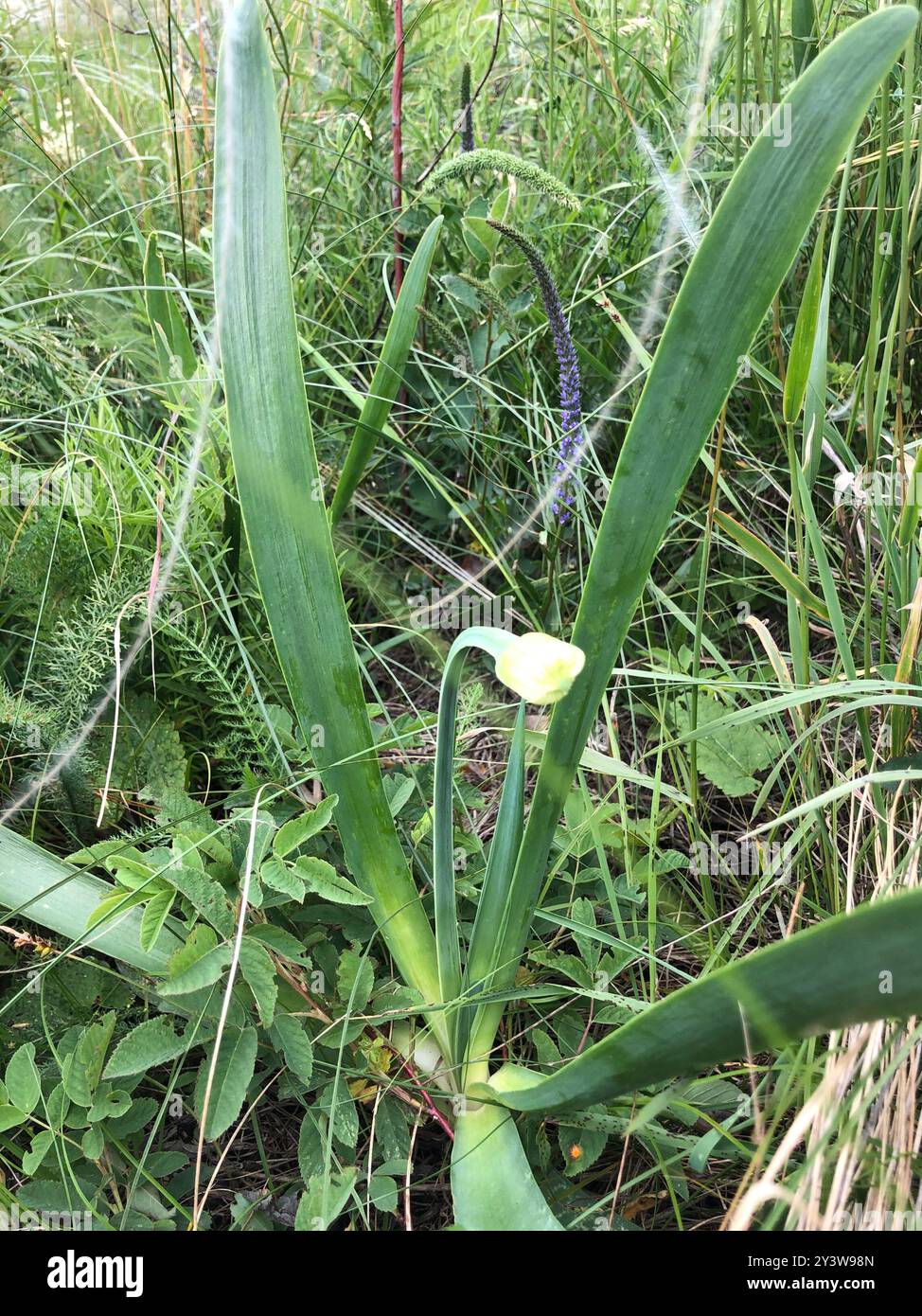 Siberian chives (Allium nutans) Plantae Stock Photo - Alamy
