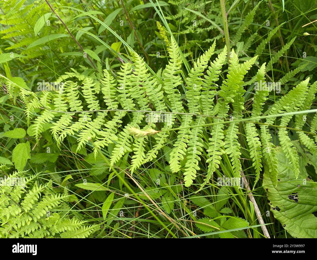 Eastern American marsh fern (Thelypteris palustris pubescens) Plantae Stock Photo - Alamy
