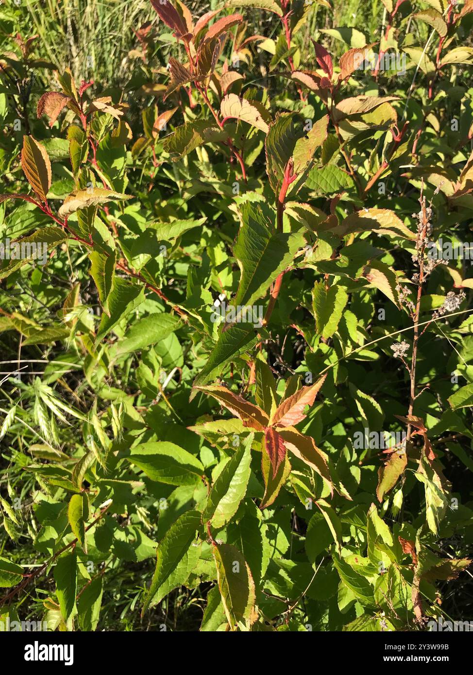 American plum (Prunus americana) Plantae Stock Photo - Alamy