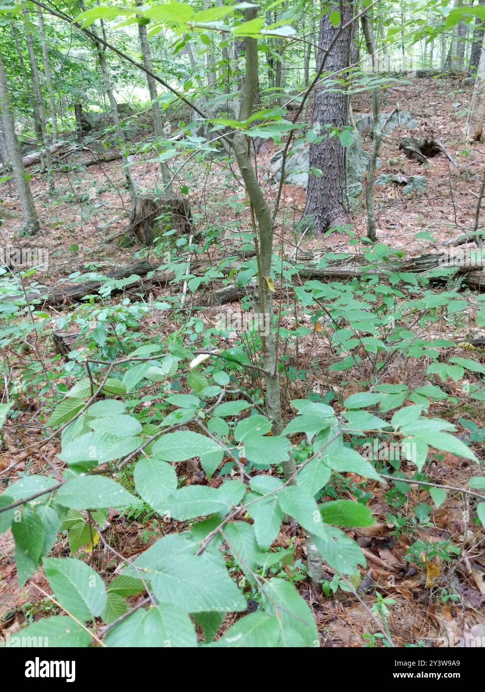 sweet birch (Betula lenta) Plantae Stock Photo - Alamy