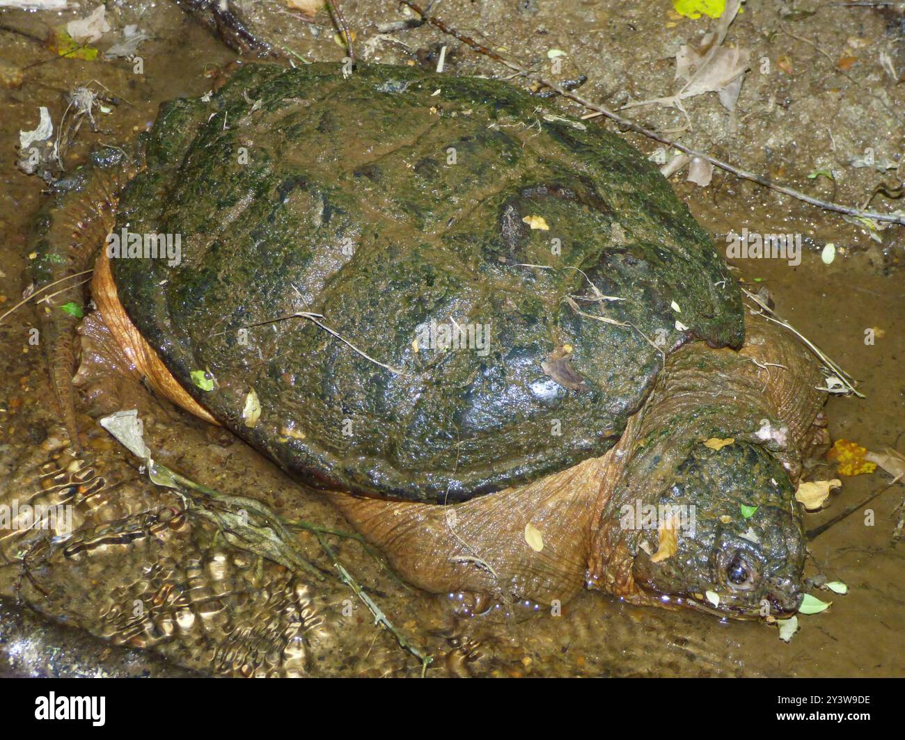 Common Snapping Turtle (Chelydra serpentina) Reptilia Stock Photo - Alamy