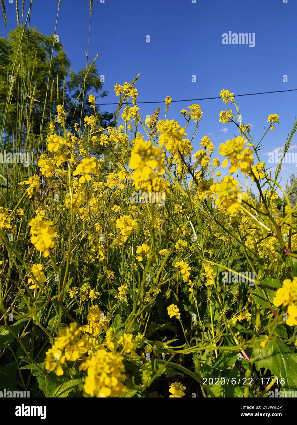 charlock (Mutarda arvensis) Plantae Stock Photo - Alamy