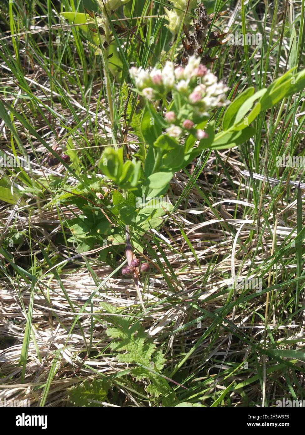 bastard toadflax (Comandra umbellata) Plantae Stock Photo - Alamy