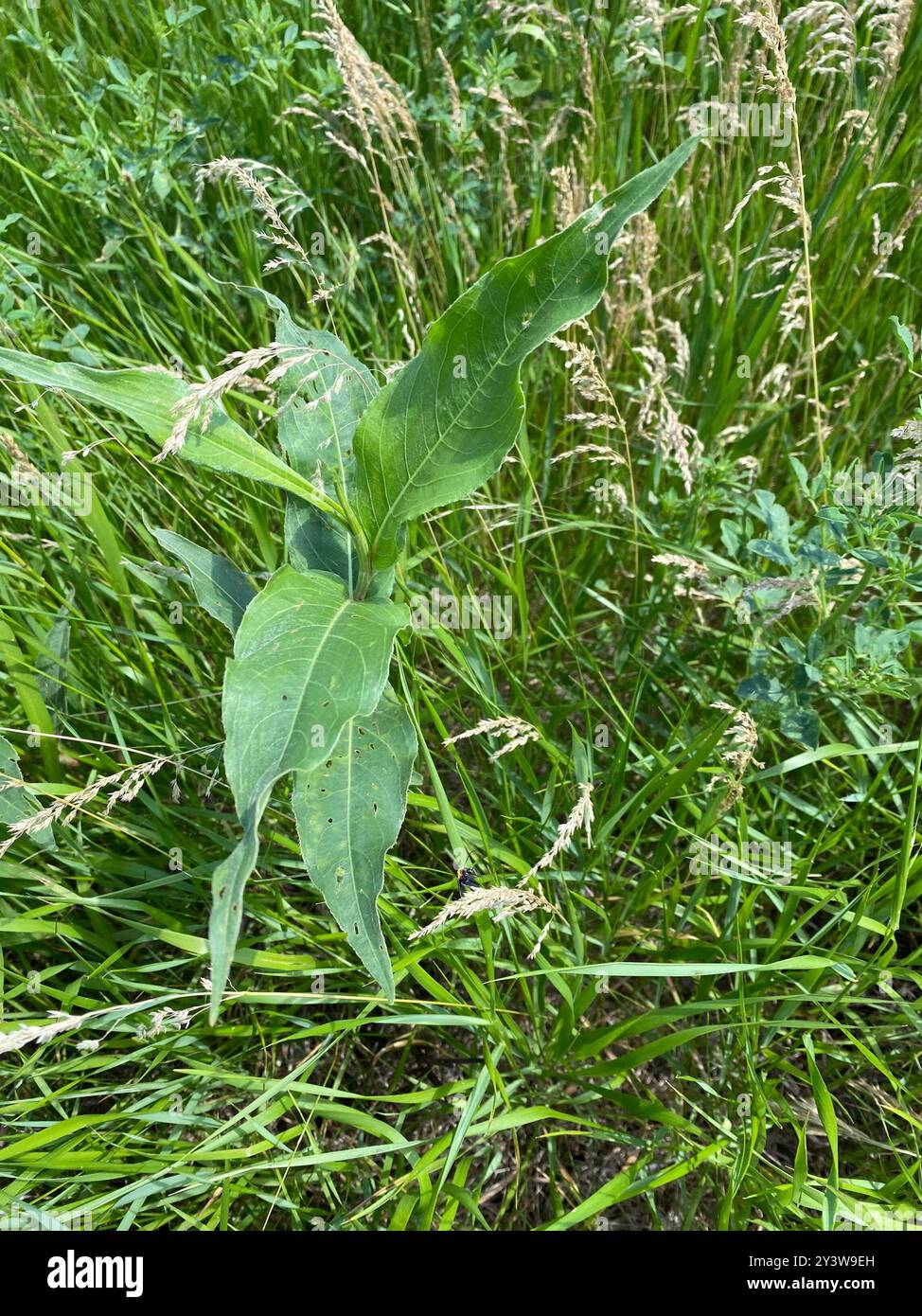 longroot smartweed (Persicaria amphibia emersa) Plantae Stock Photo - Alamy