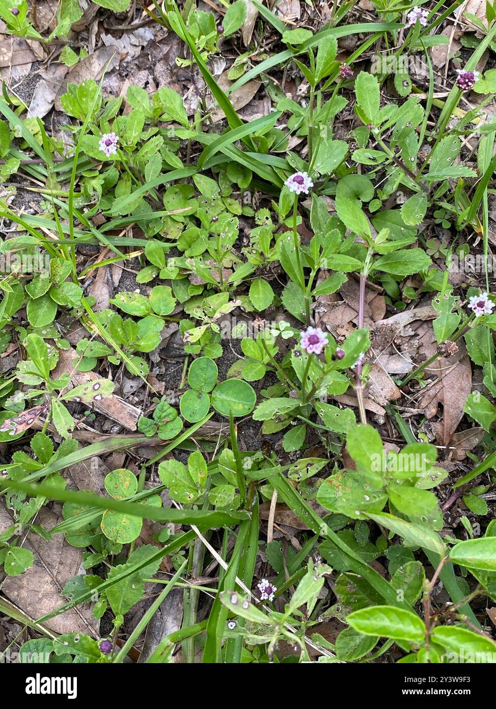 turkey tangle frogfruit (Phyla nodiflora) Plantae Stock Photo - Alamy