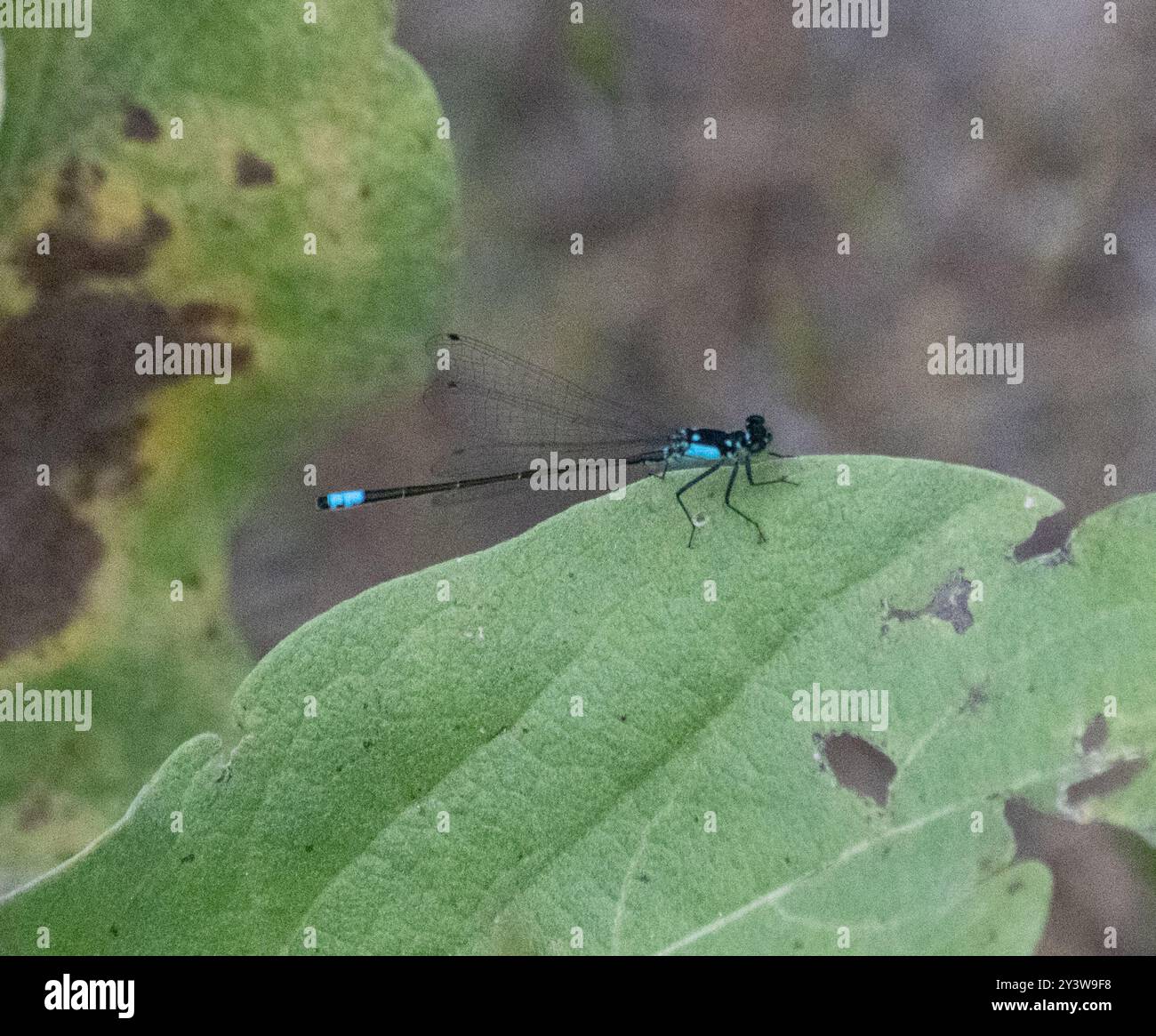 Pacific Forktail (Ischnura cervula) Insecta Stock Photo - Alamy