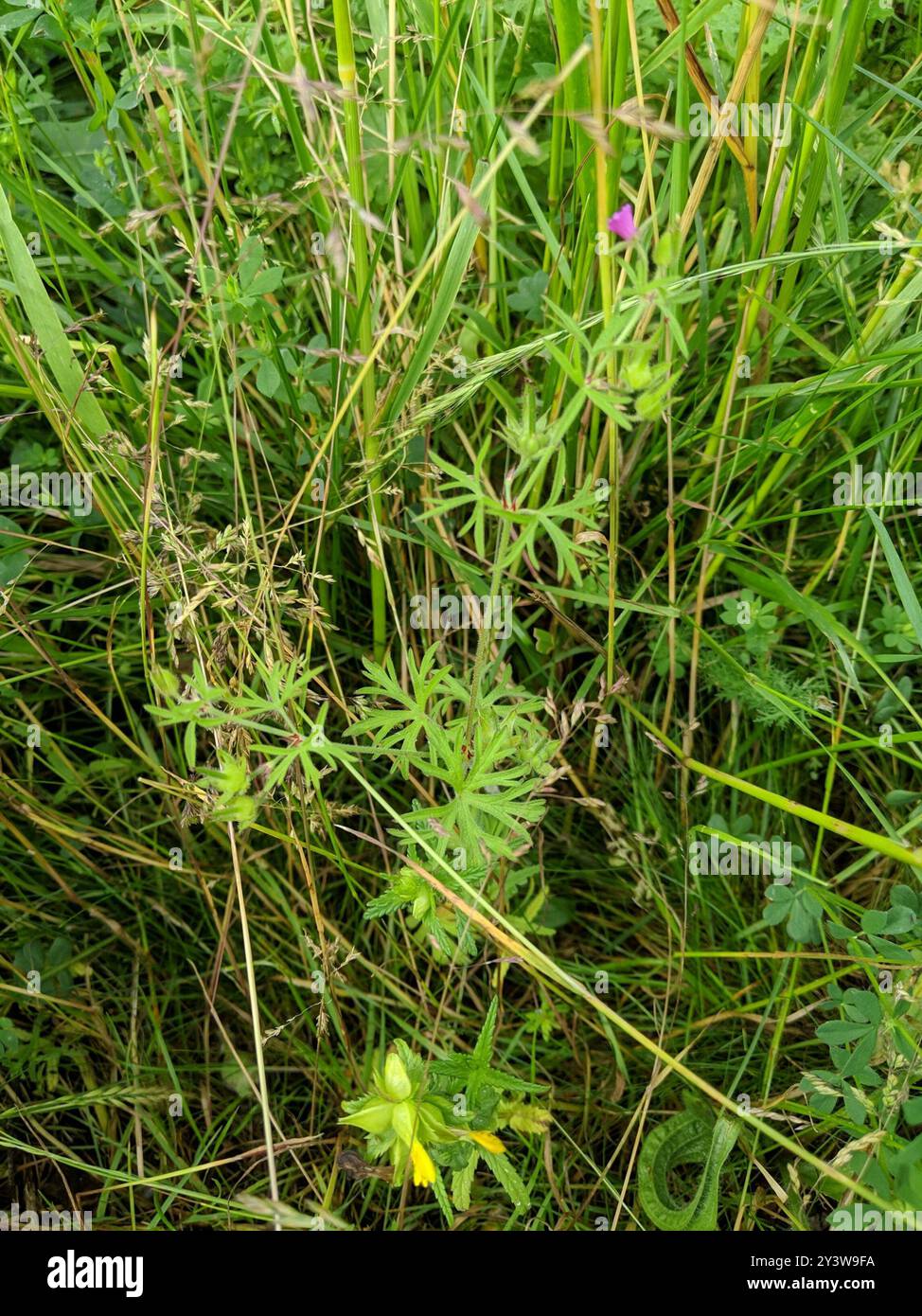 Cut-leaved crane's-bill (Geranium dissectum) Plantae Stock Photo - Alamy