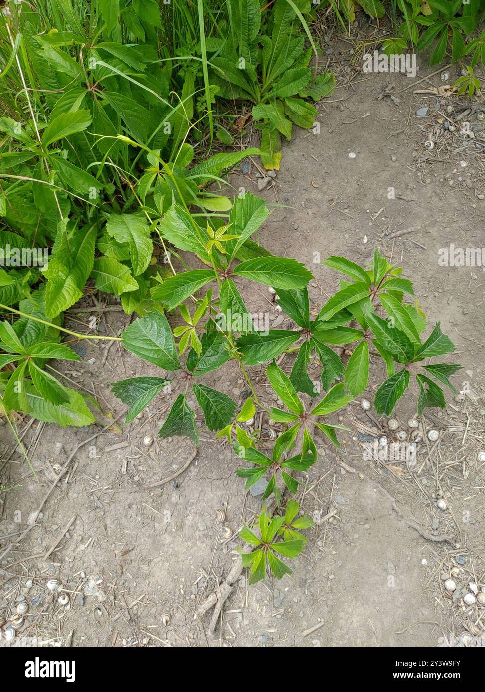 Virginia creeper (Parthenocissus quinquefolia) Plantae Stock Photo - Alamy