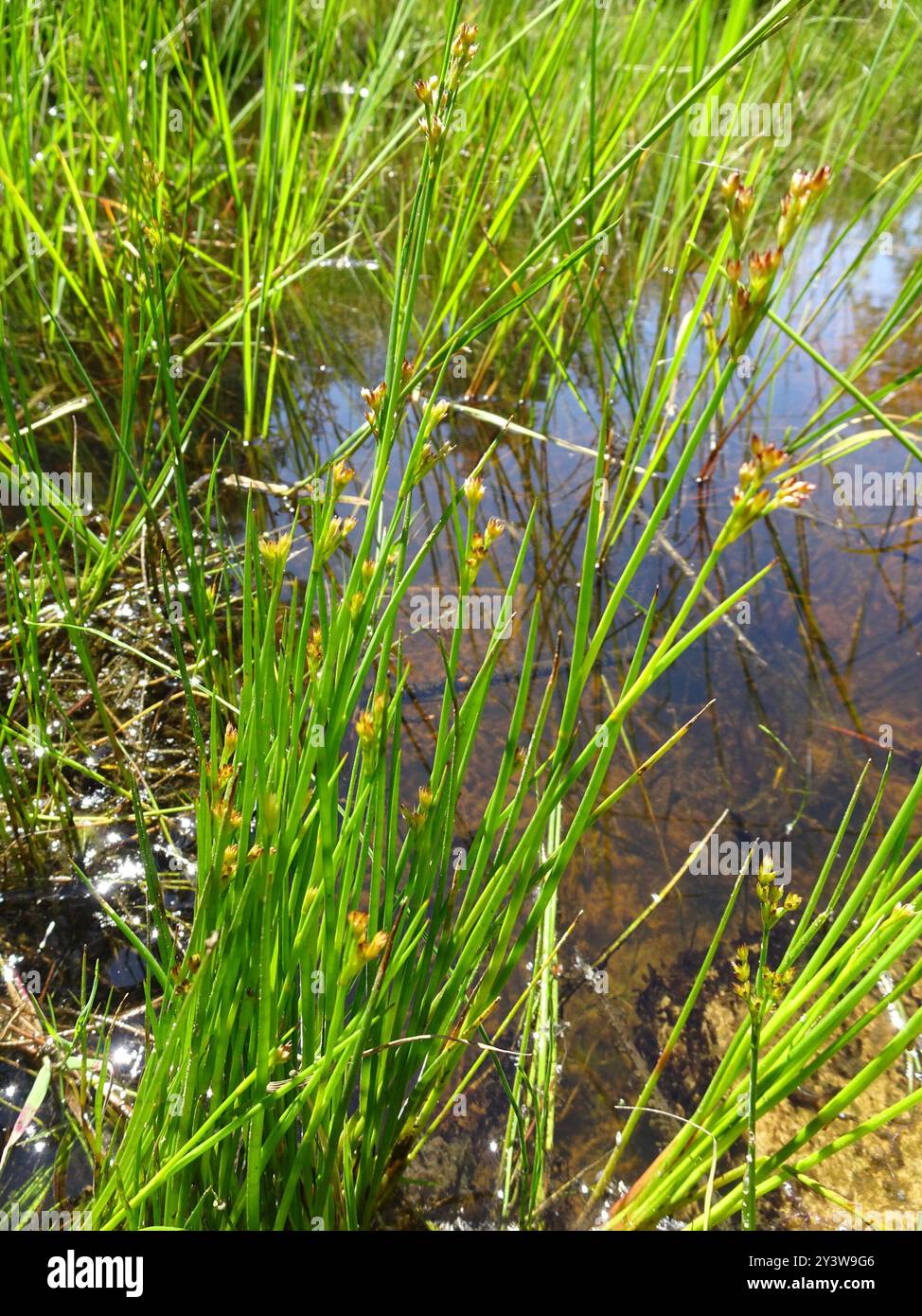 Jointed rush (Juncus articulatus) Plantae Stock Photo - Alamy
