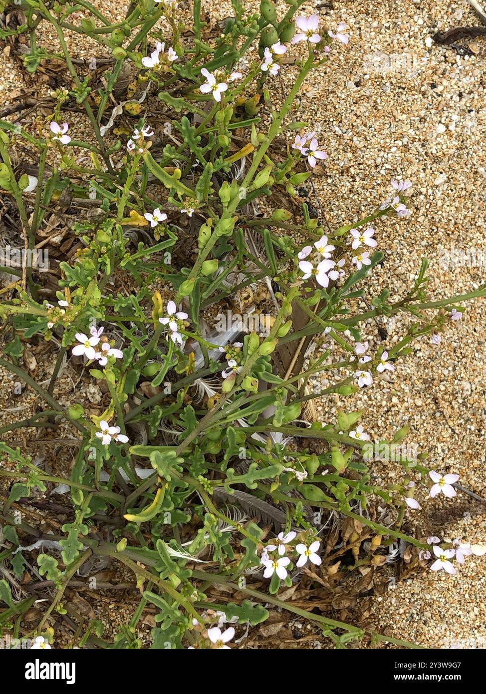 European Searocket (Cakile maritima) Plantae Stock Photo - Alamy