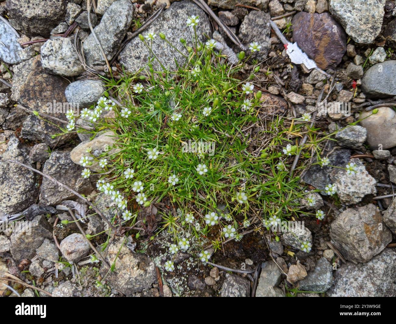 Alpine Pearlwort (Sagina saginoides) Plantae Stock Photo - Alamy