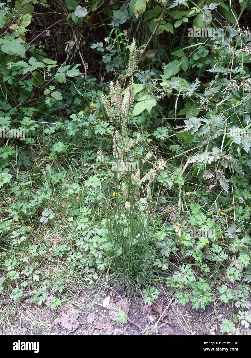crested dogtail grass (Cynosurus cristatus) Plantae Stock Photo - Alamy